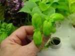 Aeroponic growing systems for greenhouses and indoors