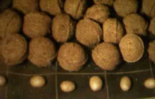 Seed potato encapsulation and rapid propagation of mititubers, throw ...